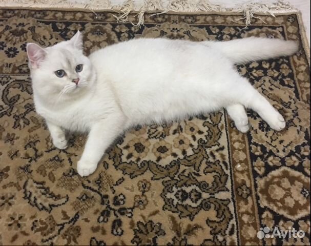 Вязка (ищем британскую девушку)