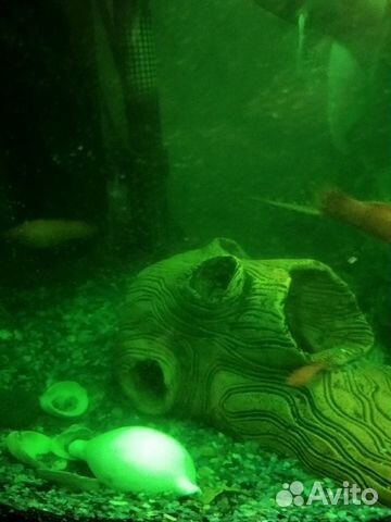 Рыба меченосец