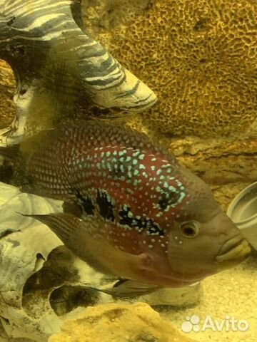 Флауэр Хорн