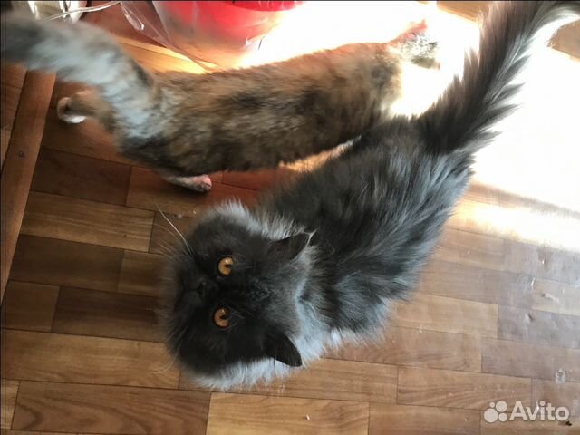 Персидские котятки