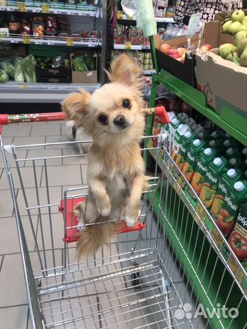 Завидный жених вязка