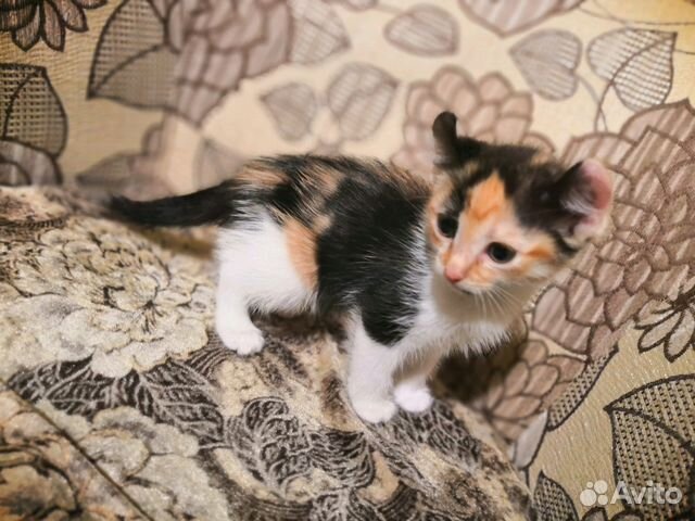 Котенок-девочка американский керл