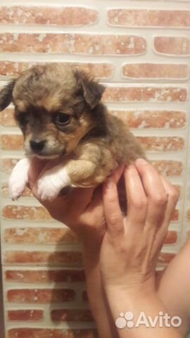 Щенок чихуахуа, мальчик