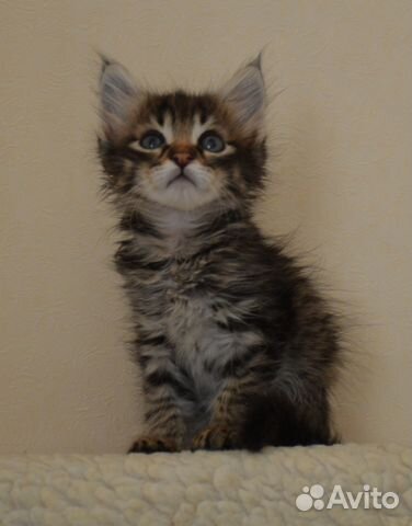 Котик ищет дом и любящие ручки