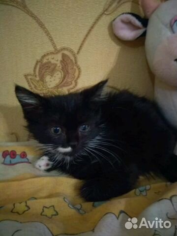 Котёнок в добрые руки