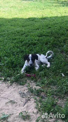 Чудная щенуля (Метис Спаниеля)