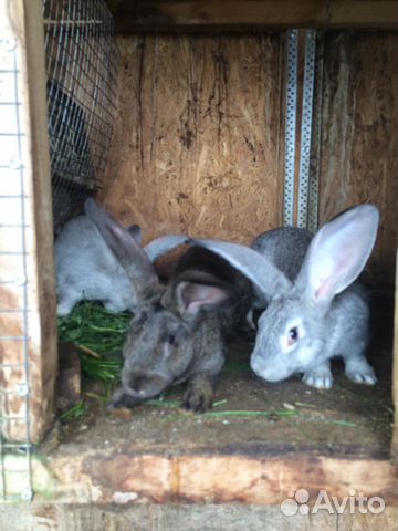 Крольчата/Крольчиха