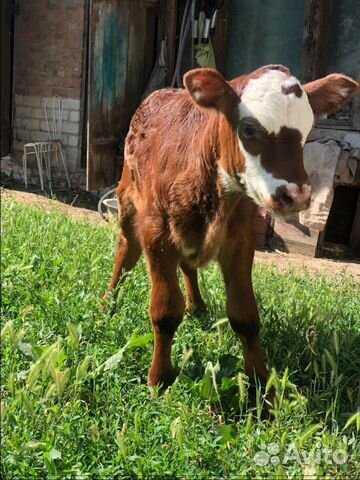 Продам месячного бычка