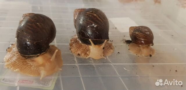 Семья Иммакулят