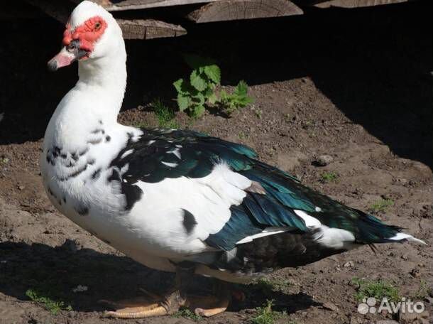 Индоутята (мускусные) утки, цыплята бройлера (кобб