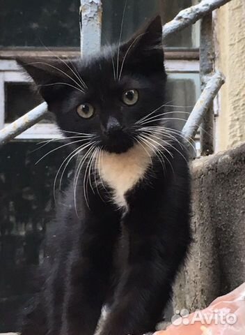 Котёнок дворовый, 2 месяца