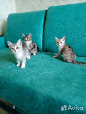 Котята метисы Шотландца