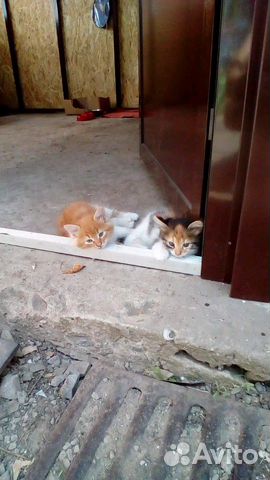 Котята в добрые руки