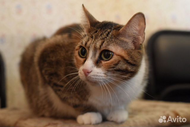 Мурка ищет дом