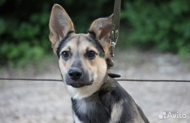 Лорри ищет дом