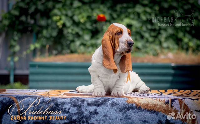 Щенки Бассята