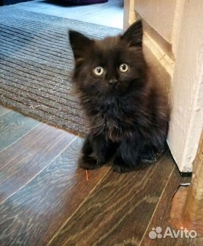 Маленький кис, ждёт своего любимого хозяина