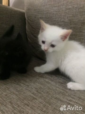 Котята братики