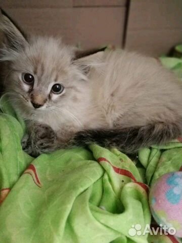 Невская маскарадная девочка котенок 2мес