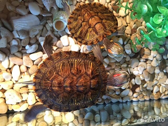 Черепахи красноухие