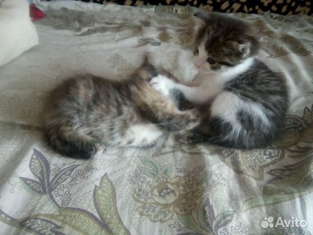Шотландские котята