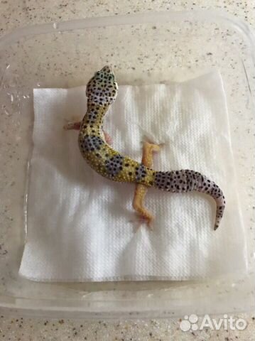 Пятнистый эублефар