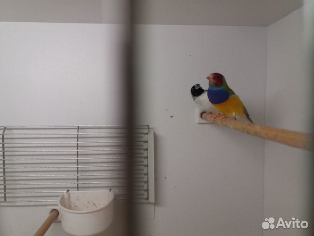 Амадина гульда