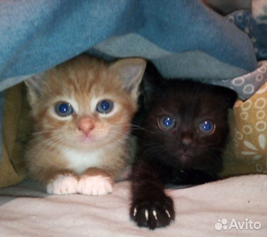 Котята 1,5мес