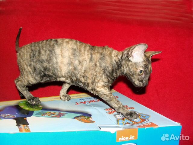 Очаровашка черепашка аллергия маловероятна