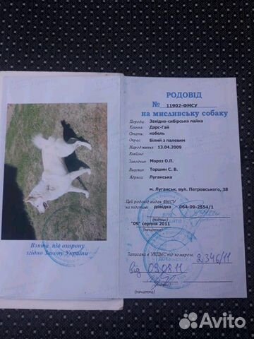 Щенки зсл