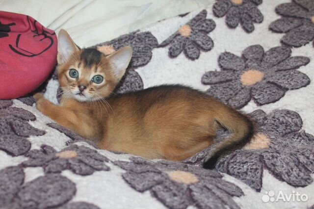 Продам абиссинцев