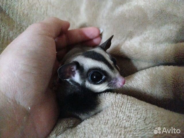 Сахарные поссумы с клеткой
