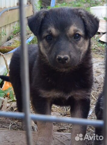 Очаровательные щенки 2 месяца