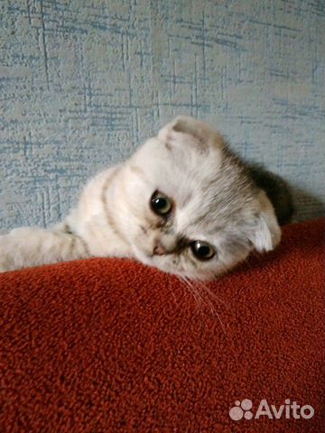 Девчушка вислоушка