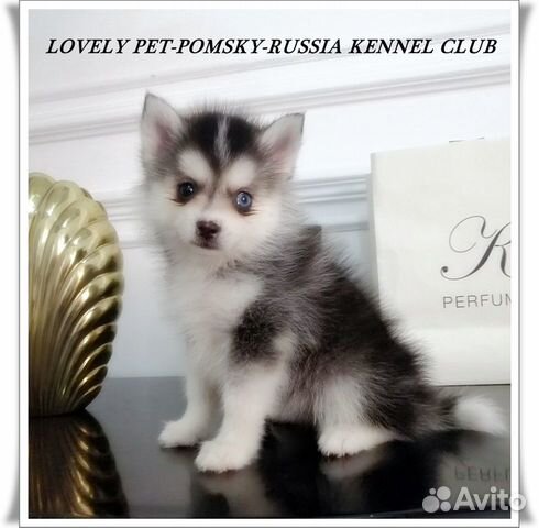 Помски лавли пэт