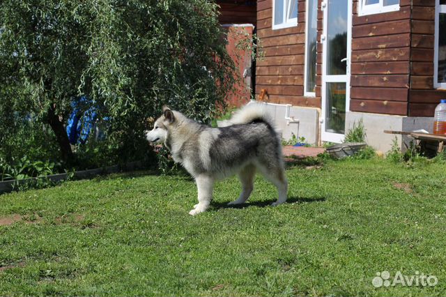Щенок маламута