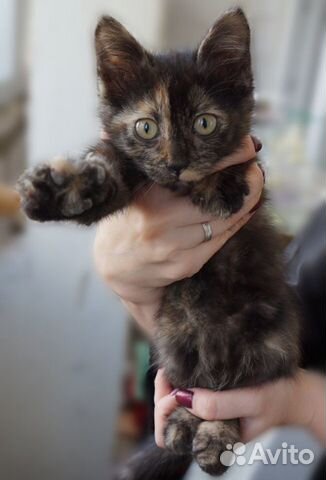 Ищет дом маленький котенок