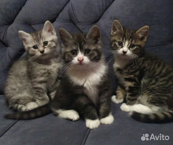 Продам веселых, умных котят