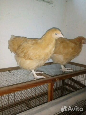 Циплята орпингтона палевого,золотокаймленого