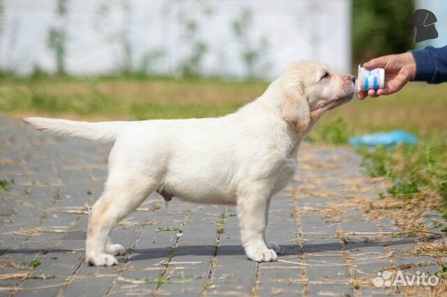 Продаётся очень красивый мальчик