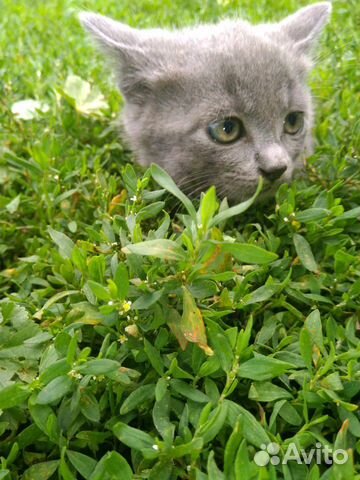 Котята полукровки