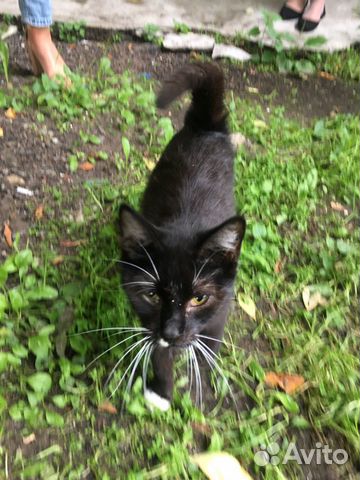 Котенок бесплатно