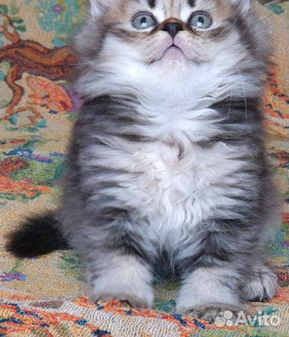 Британская длинношерстная