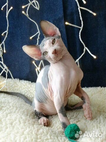 Малыш канадского сфинкса