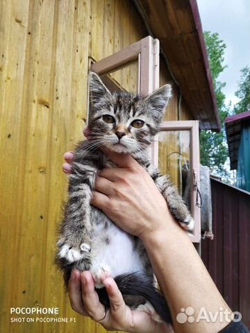 Чудный котенок с ореховыми глазами
