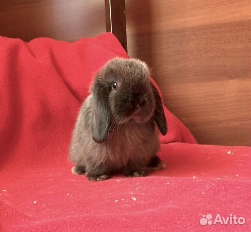 Карликовый крольчонок породы Minilop