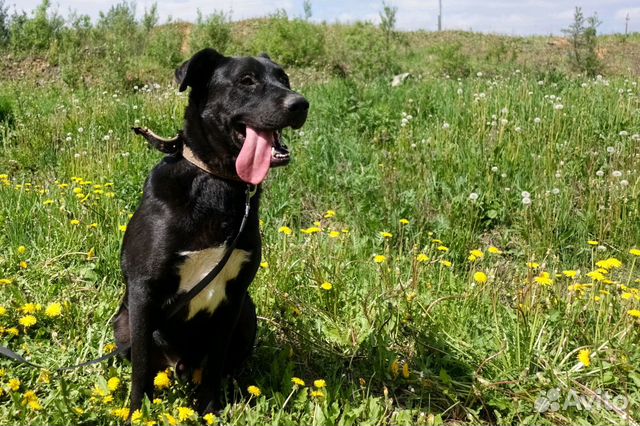 Пёс собака в добрые руки (в дар)