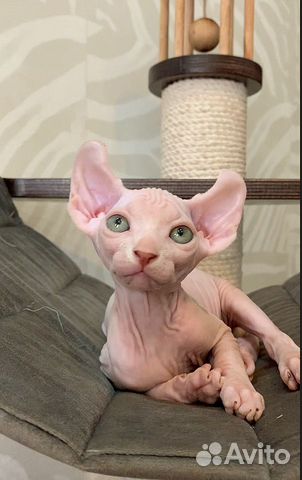 Красотка Эльф