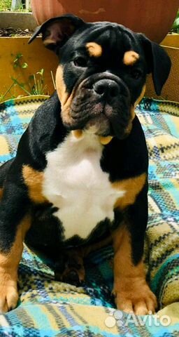 Булли,чка черно-подпалая девочка с голубым геном