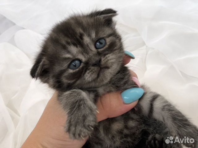 Шотландские котята, 16.07 будет месяц
